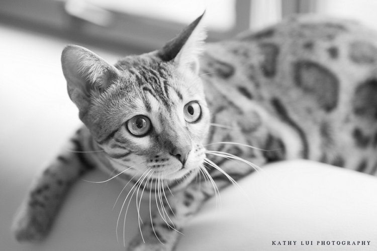 Gucci | Surrey Cat Photography - Kathy Lui Photography - Vancouver ...